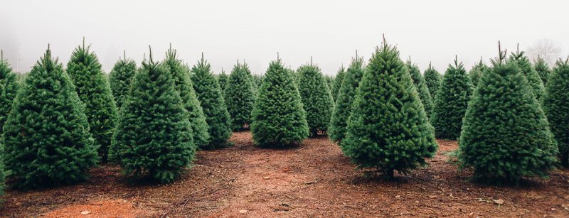 7 Types of Equipment Used on Holiday Tree Farms